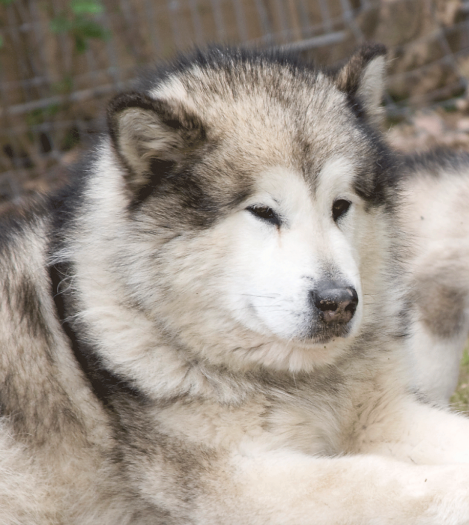 Herzlichen Glückwunsch JJ - Alaskan Malamute Kennel Issues of Yukon